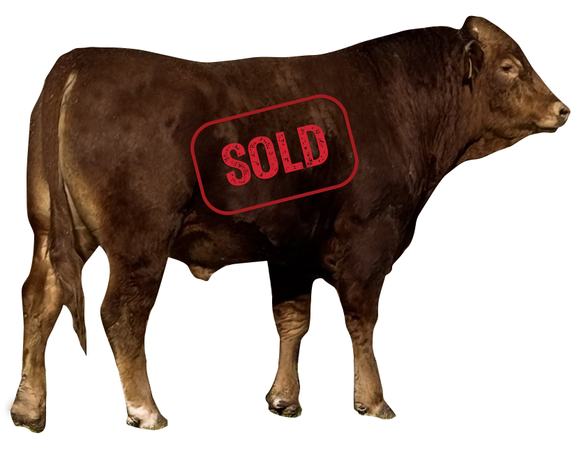 LAG 608L ET – Legendary Akaushi Wagyu